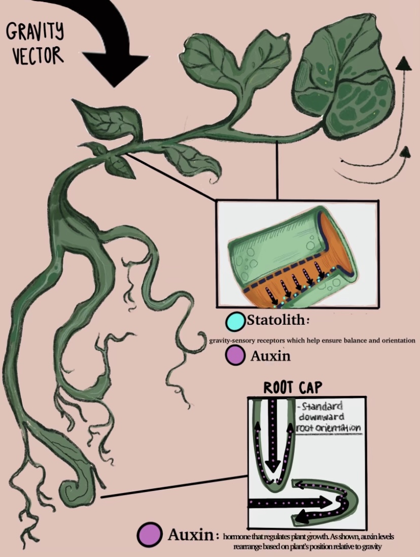 Gravitropism Diagram – Sophia Barnes Art
